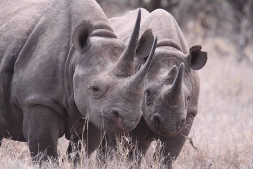 How can we ensure the security of our rhinos in Europe? | Save the Rhino