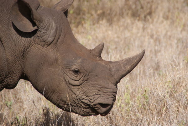 Will Travers and John Hume debate the legalisation of the rhino horn ...