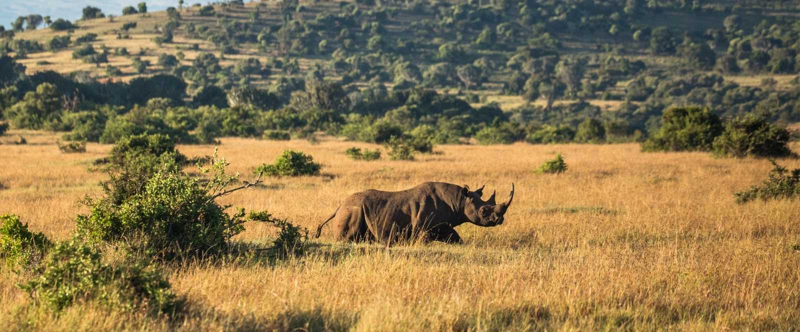 Kenya: Borana Conservancy | Save the Rhino