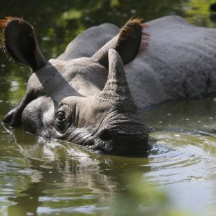 Greater One-Horned Rhino | Species | Save the Rhino International