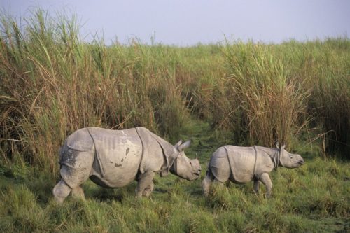 Greater One-Horned Rhino | Species | Save the Rhino International