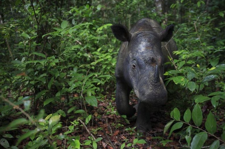 Sumatran Rhino | Species | Save the Rhino International