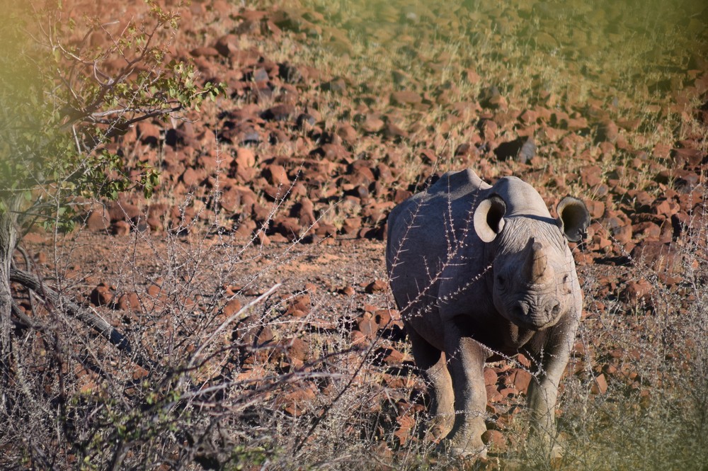 Rhino populations | Rhino Facts | Save the Rhino International