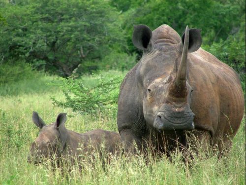 Building ranger morale to protect rhinos | Save the Rhino