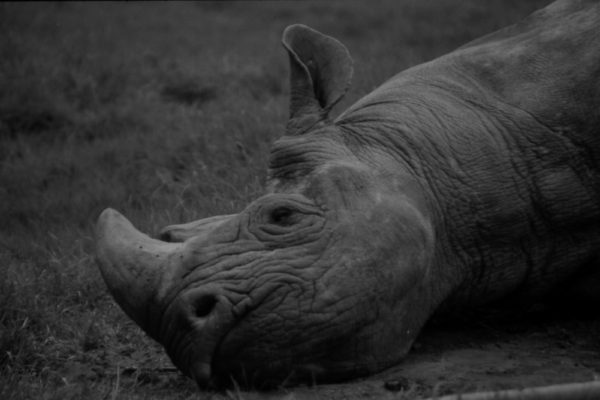 Poaching crisis Archives | Page 11 of 13 | Save The Rhino