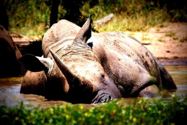 Why are Kruger's rhinos being hit so hard? | Save the Rhino
