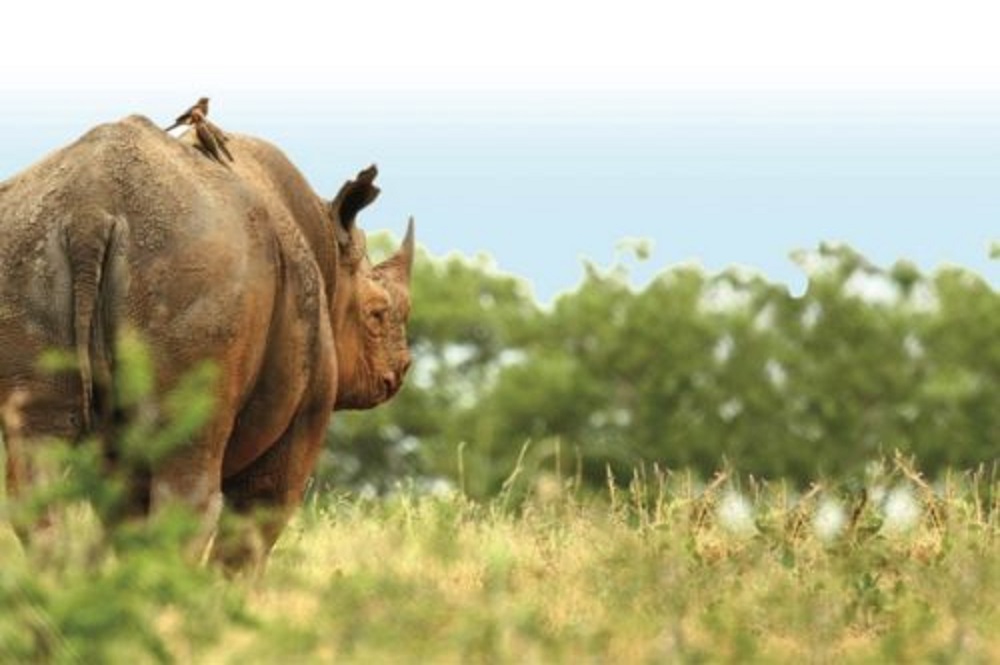Our Impact | Impact Report | Save the Rhino International