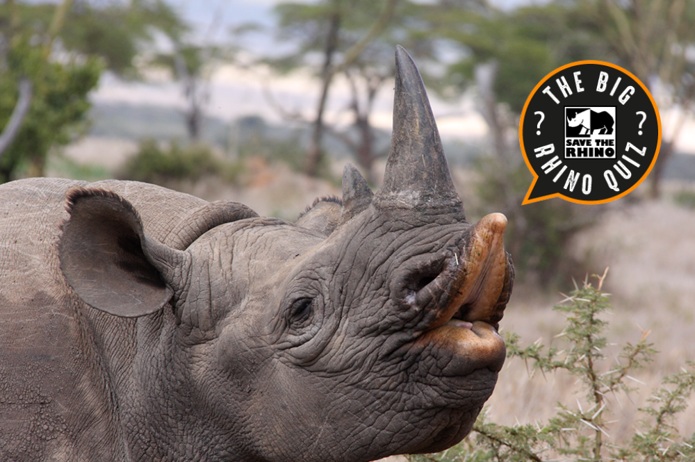 The Big Rhino Quiz | 15 May 2020 | Save the Rhino