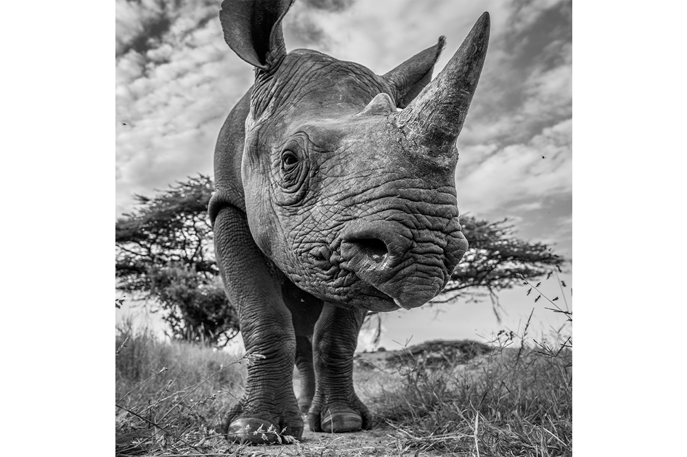 World Rhino Day: Prints for Conservation flash sale | Save the Rhino