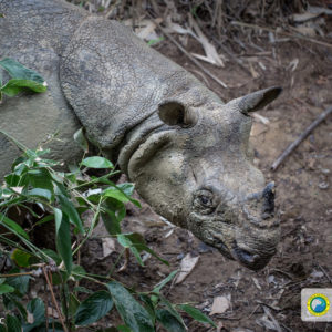 Javan Rhino | Species | Save the Rhino International