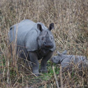 Greater One-Horned Rhino | Species | Save the Rhino International