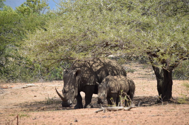 Protecting Rhinos During The Pandemic | News | Save the Rhino