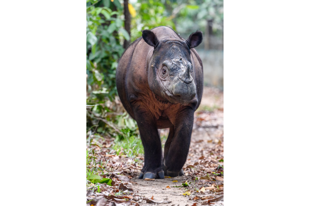 Watching a Pro At Work | Photography in Indonesia | Save the Rhino