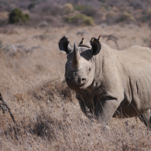 Habitat Loss | Threats | Save the Rhino International