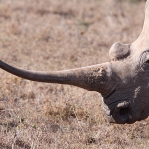 White Rhino | Species | Save the Rhino International