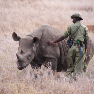 What we do | Rhino Conservation | Save the Rhino International