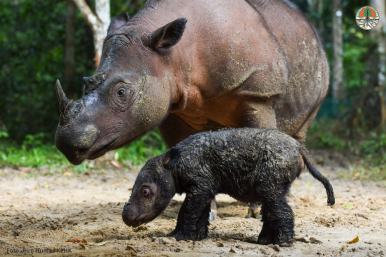 Save the Rhino International | Rhino Conservation Charity