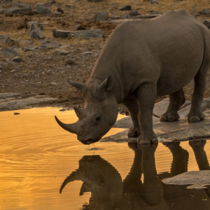 Our Story | About Us | Save the Rhino International