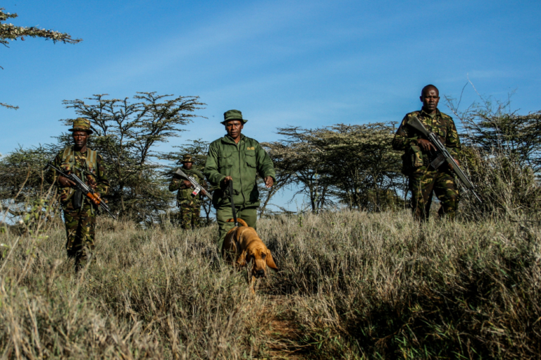Save the Rhino International | Rhino Conservation Charity