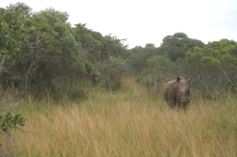 Save the Rhino International | Rhino Conservation Charity