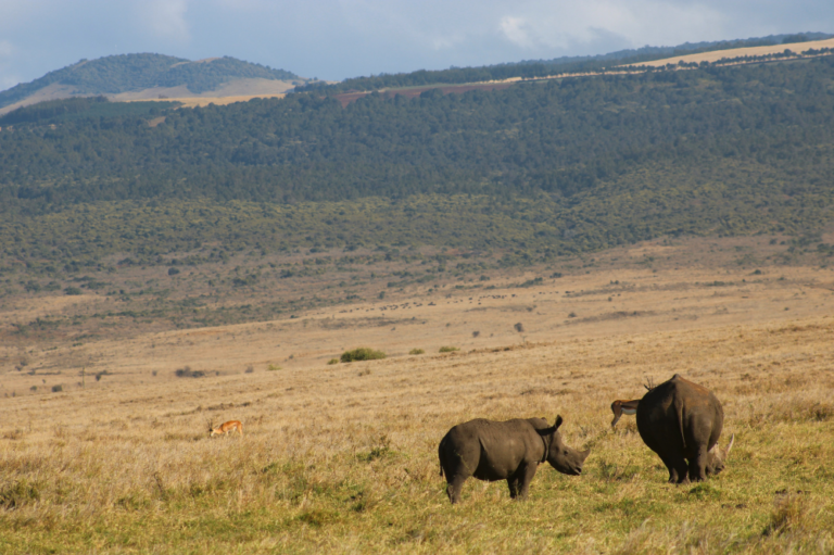 New estimates - the global rhino population is declining | News