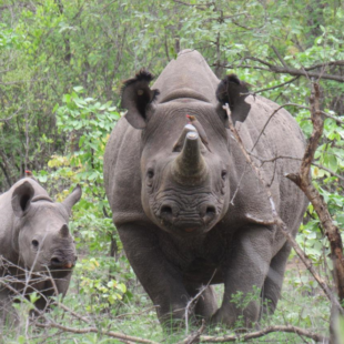 Our team | About Us | Save the Rhino International