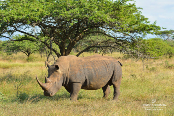 News | Rhino Conservation | Save the Rhino International