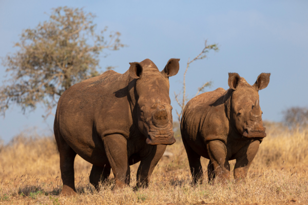 Rewilding plans announced for 2,000 rhinos from Platinum Rhino | Save ...