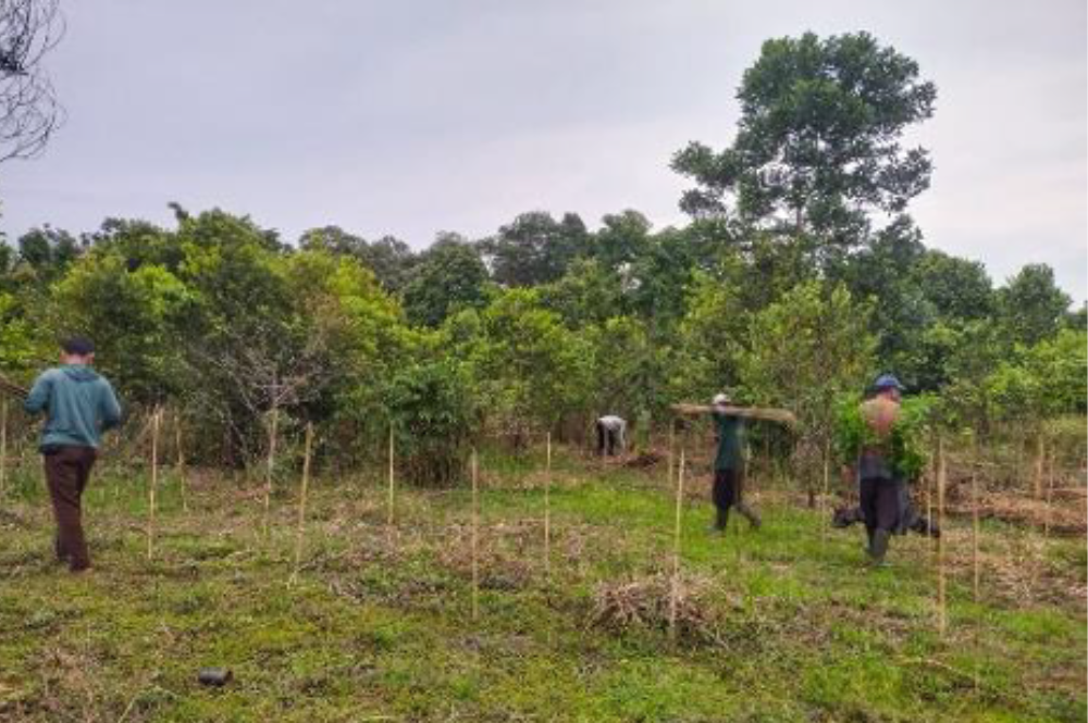 Community reforestation in Way Kambas | News | Save the Rhino