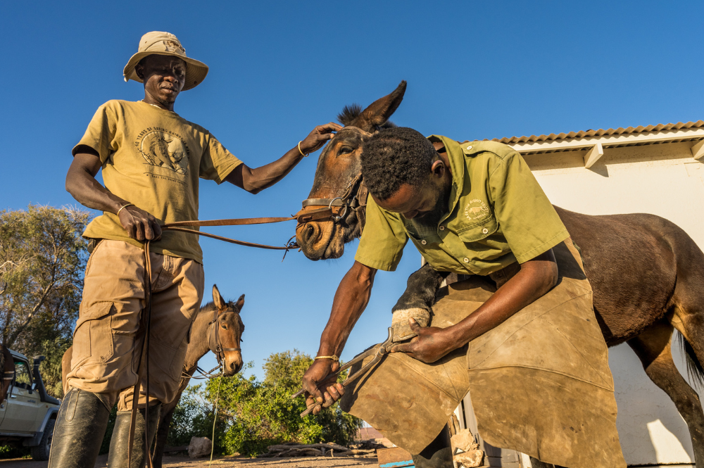 Stubborn as a mule | Mounted Patrol Unit | News | Save the Rhino