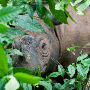 Sumatran Rhino | Species | Save the Rhino International