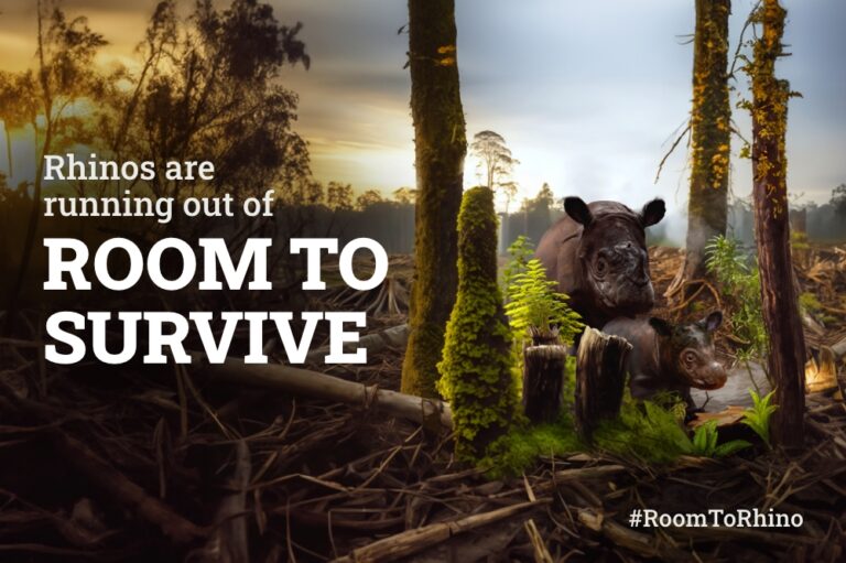 News | Rhino Conservation | Save the Rhino International