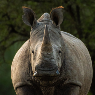 Our Story | About Us | Save the Rhino International