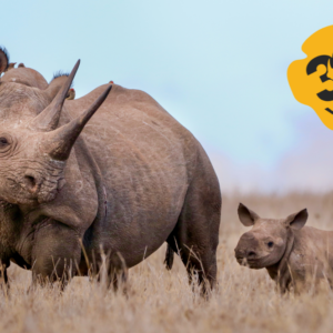 About Us | Rhino Conservation | Save the Rhino International