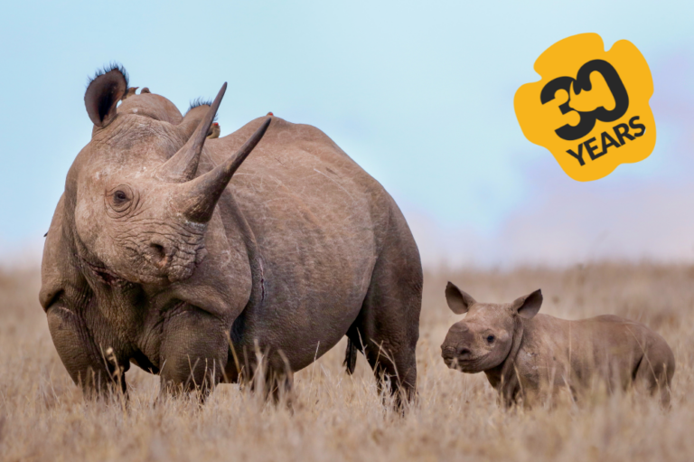 Save the Rhino International | Rhino Conservation Charity