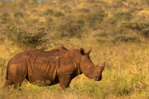Save the Rhino International | Rhino Conservation Charity