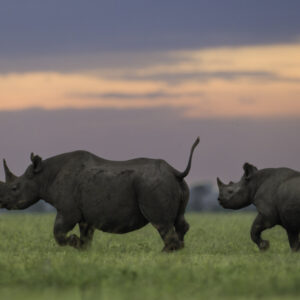 What we do | Rhino Conservation | Save the Rhino International