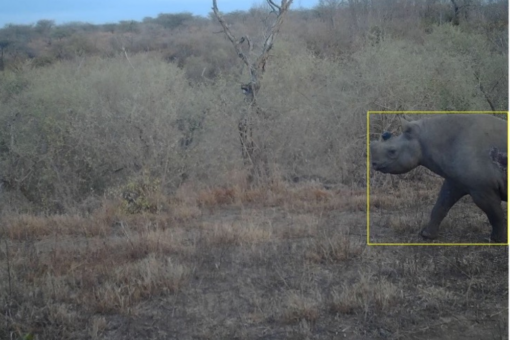 Black Rhino Monitoring in HiP | News | Save the Rhino