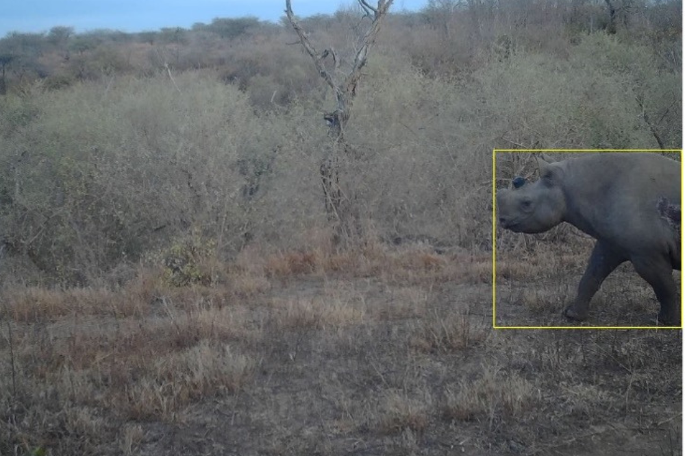 Black Rhino Monitoring in HiP | News | Save the Rhino