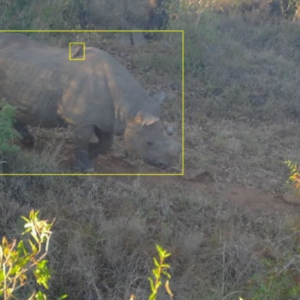 What we do | Rhino Conservation | Save the Rhino International