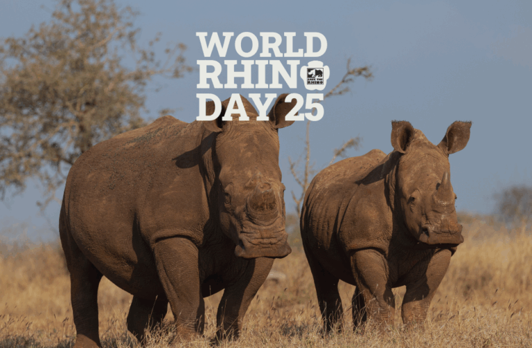 World Rhino Day 2025 | Latest Progress | Save the Rhino