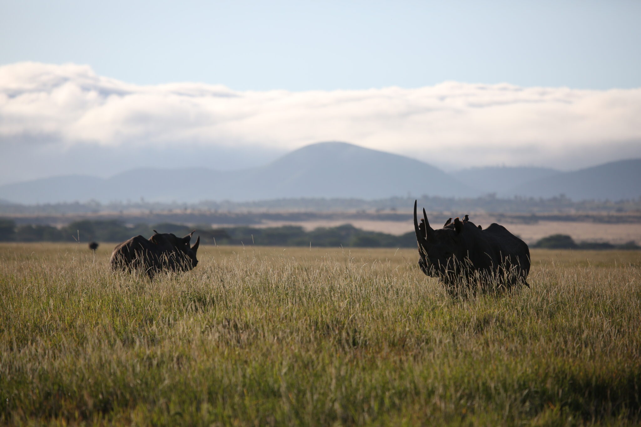 Pioneering Tsavo West Rhino Sanctuary opens in Kenya | Save the Rhino