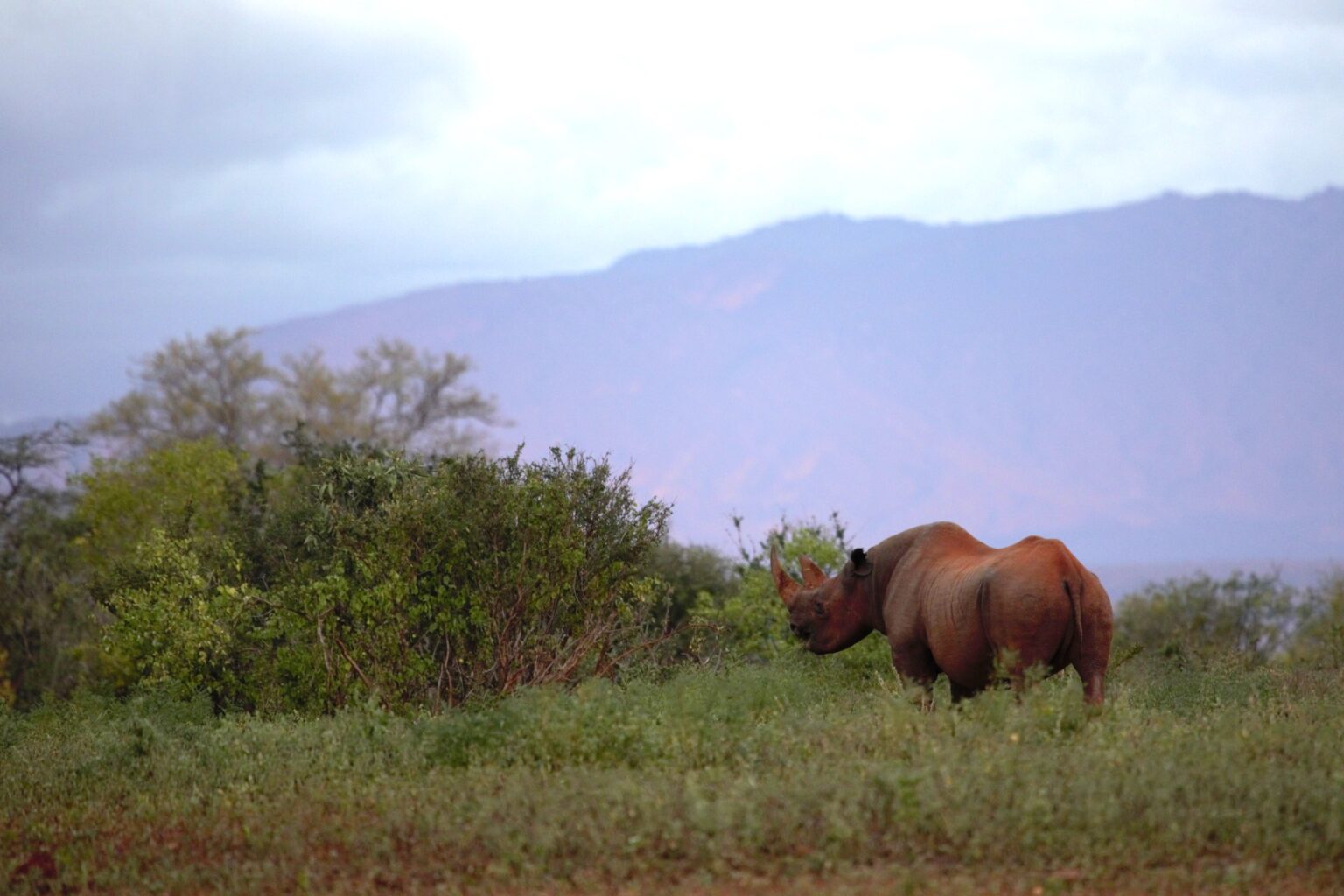 Groundbreaking expansion of Tsavo West Rhino Sanctuary in Kenya | Save ...
